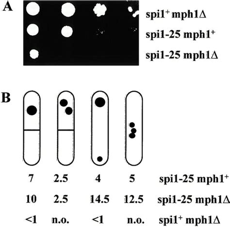 The Mitotic Spindle Checkpoint Is Activated In Spi1 25 Cells A Download Scientific Diagram