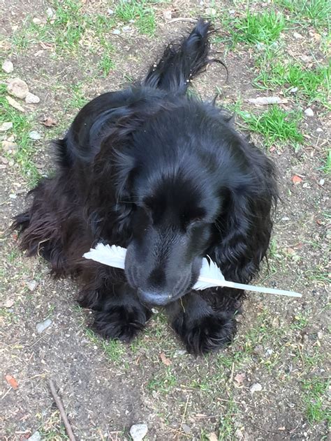 Pin By Jane Brown On Black English Cocker Spaniels Working Class