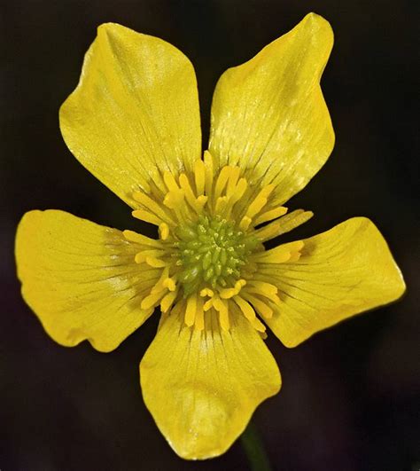 Ranunculus Sardous Burke Herbarium Image Collection