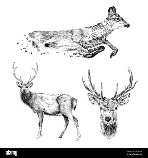Set Hand Drawn Deer Sketch Graphics Monochrome Illustration On White