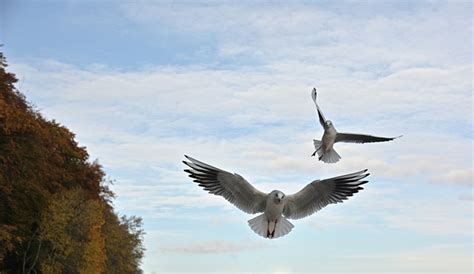 Seagulls Birds Ornithology Free Photo On Pixabay Pixabay