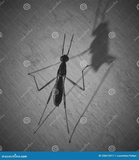 Weird Behavior Of Mimegralla Coeruleifrons With Shadow Reflection Stock