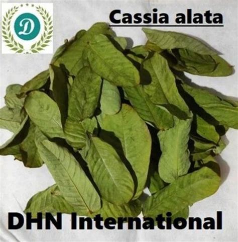 Natural Powder Cassia Alata Leaves And T Cuts Candle Bush Grade