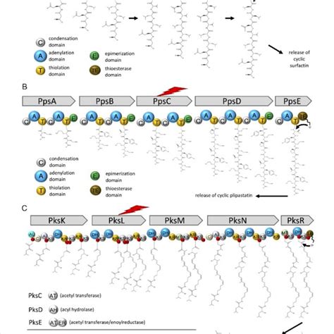 Overview Of The Nrps Surfactin Plipastatin Bacillibactin And Iturin Download Scientific