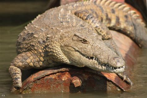 Nile Crocodile Facts St Lucia South Africa