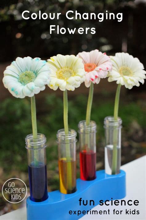 Flower Science Experiment Color Best Flower Site