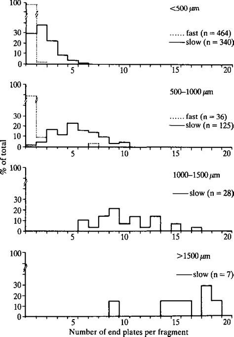 Figure 3 From Development And Motor Innervation Of A Distal Pair Of