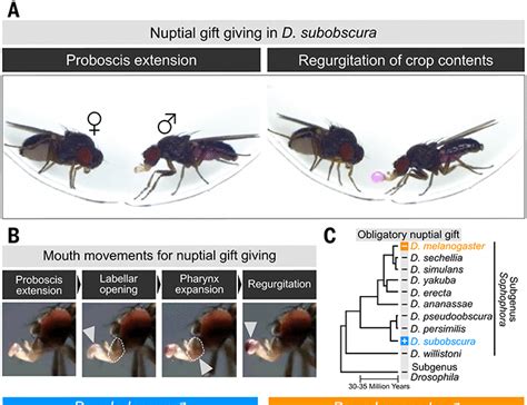 Cross Species Implementation Of An Innate Courtship Behavior By