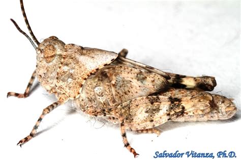 Orthoptera Acrididae Trimerotropis Pallidipennis Pallid Winged