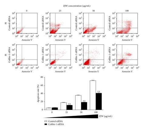 Cofilin 1 Knockdown Decreases The Apoptosis Induced By Zjw In