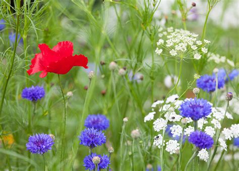 Two Modal Pieces Dulcimer Live English Dulcimer