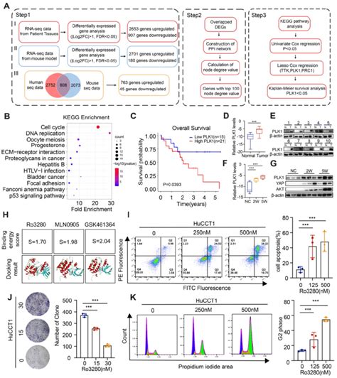 Pivotal Role Of Plk In Cholangiocarcinoma Tumorigenesis And The