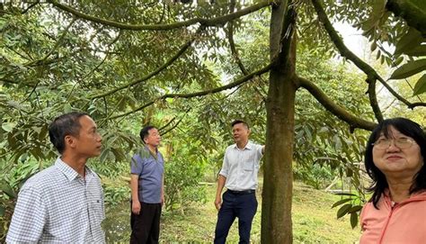 GiẢi PhÁp PhỤc HỒi VƯỜn SẦu RiÊng Sau Thu HoẠch Cây Sầu Riêng