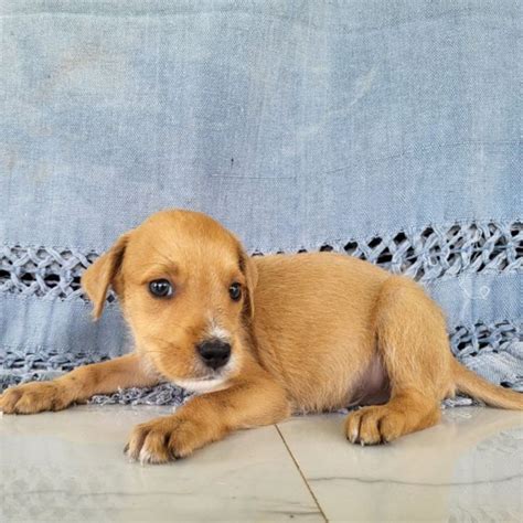 Winston Chien Croisé e à l adoption Houdan Pet Adoption