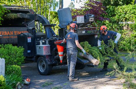 Tree Removal Safety Tips What You Need To Know