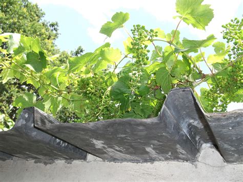 Vigne Conseil Jardinage Application En Phytothérapie Et Recette De Cuisine