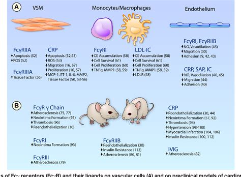 Figure 1 From Fc γ Receptors And Ligands And Cardiovascular Disease