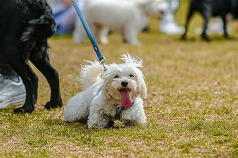 Understanding Your Shih Tzus Quirky Behaviors