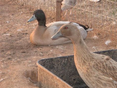 Are These True Khaki Campbell Ducks Pics Backyard Chickens
