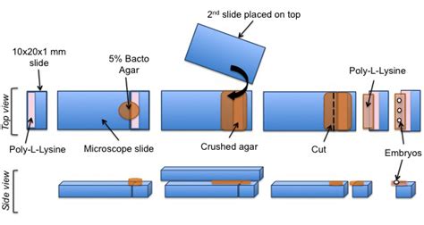 Setting Up A Simple Light Sheet Microscope For In Toto Imaging Of C Elegans Development Text Page