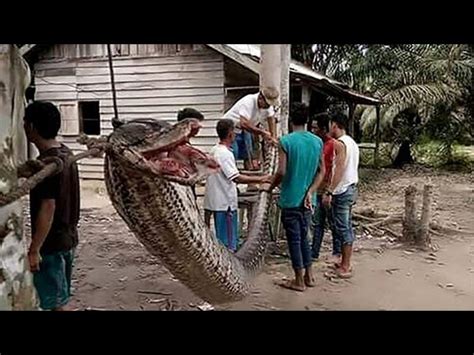 ರಾಕ್ಷಸ ಗಾತ್ರದ ಹೆಬ್ಬಾವನ್ನು ಹಿಡಿದ ವೀರರು ಈ ಊರಿನವರು 23 Feet Long Python