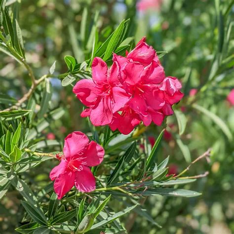 Dwarf Oleander Red Shrubs Moon Valley Nurseries