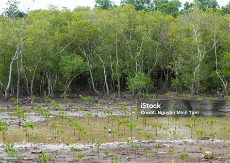 Young Mangroves Grow To Retain Silt And Enrich The Mangrove Ecosystem