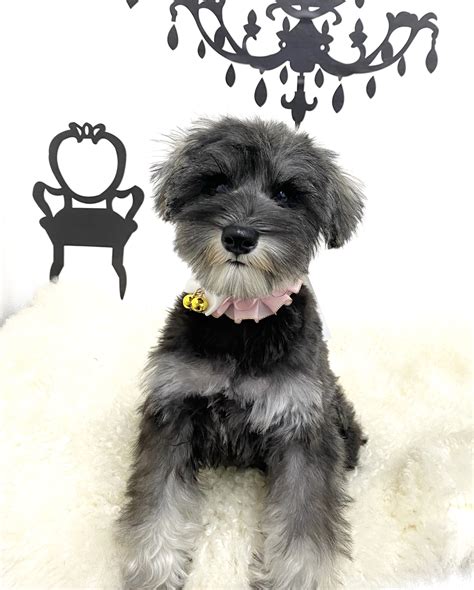 ミニチュアシュナウザー かなみ・1ちゃん 【公式】子犬のブリーダー・ミニチュアシュナウザー専門店なら枚方の「ブルーステラ」
