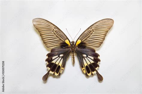 Beautiful Bright Butterfly Papilio Memnon Gray Black With Yellow White