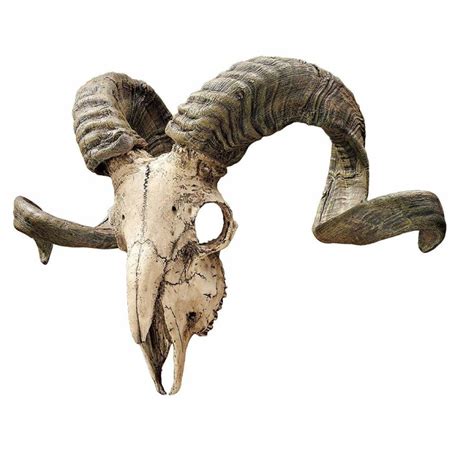 Corsican Ram Skull Fietest