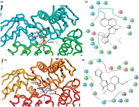 3d Representation Of The Putative Binding Mode Obtained By Docking