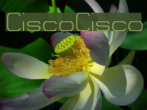 Ciscocisco Font