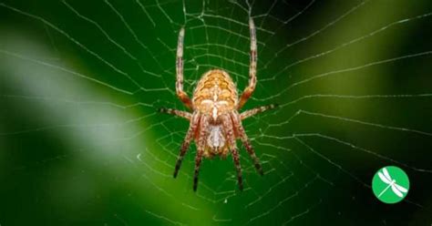 Spiders Can Fly Hundreds Of Miles Using Electricity