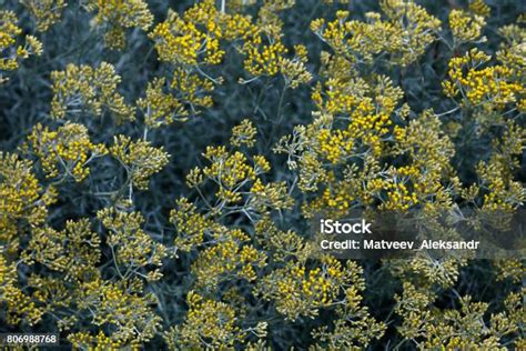 緑の夏の牧草地に咲く草原の花野生の花の茂みの背景 まぶしいのストックフォトや画像を多数ご用意 まぶしい カラー画像 クローズアップ
