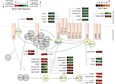 Targets Of Zap 70dependent Negative Feedback Regulation In