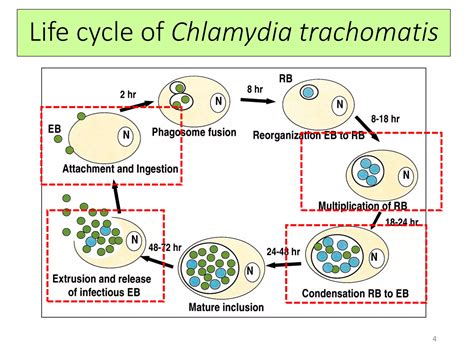 Clinical Microbiology Chlamydia Trachomatis An Overview Of Stds Pdf