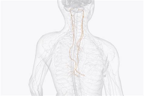 Vagus Nerve Stimulation Relieves Severe Depression Washu Medicine