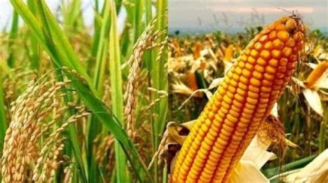 Siap Dukung IKN Kalteng Genjot Produksi Padi Jagung Dan Kedelai