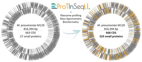 From Hundreds To Thousands Of Genes New Advances In Identifying Small Proteins In A Minimal