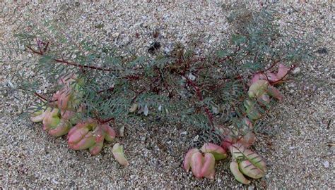 Here Are Plants That Are Native In The Temecula And Murrieta Area