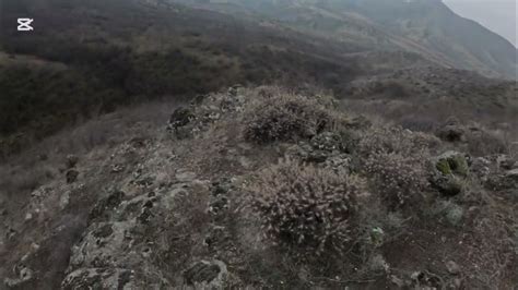 ნადირობა კურდღელზე სერბული სამფერა მდევრებით Youtube