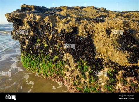 Colony Of Mussels Edible Bivalve Molluscs On Underwater Rocks Visible