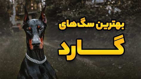 بهترین و خطرناک ترین سگ های گارد و نگهبان Youtube