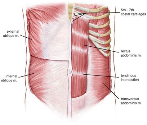 Tendinous Intersection