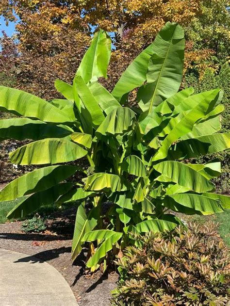 Hardyjapanese Banana Tropical Musa Basjoo From Growing Colors