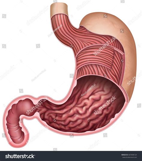 Muscle Section Stomach Wall Stock Illustration 667698124 Shutterstock