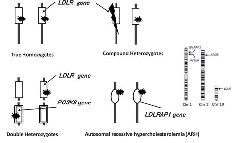 Figure 1 From Guidelines For The Diagnosis And Treatment Of Adult