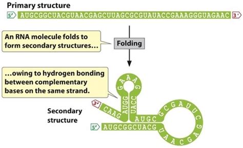 Lecture RNA Flashcards Quizlet