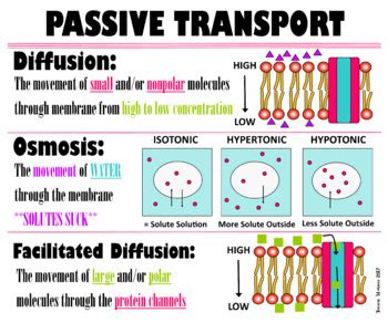 Biology Passive Transport Poster By Teaching Managed TPT