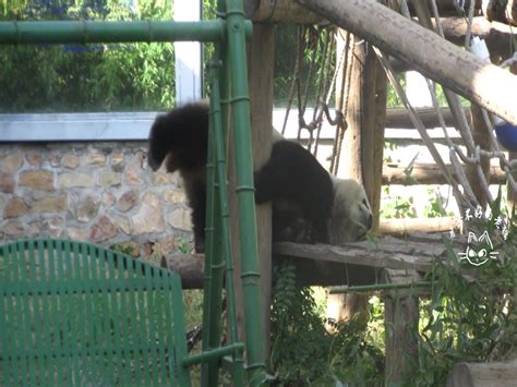 大熊猫萌兰 大么啊，你咋这么可爱呢哔哩哔哩bilibili
